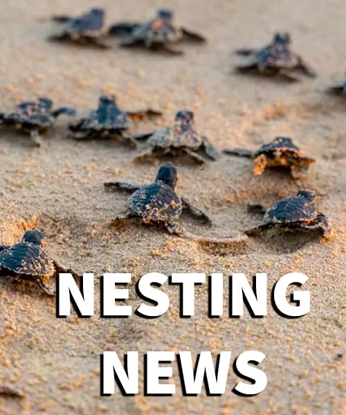 Front page - AMI Sun