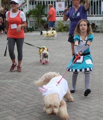 Canine costume contest cute, cuddly - AMI Sun