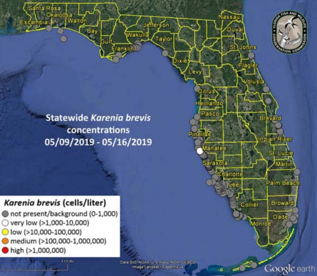 Red tide, blue-green algae persist in local waters - AMI Sun