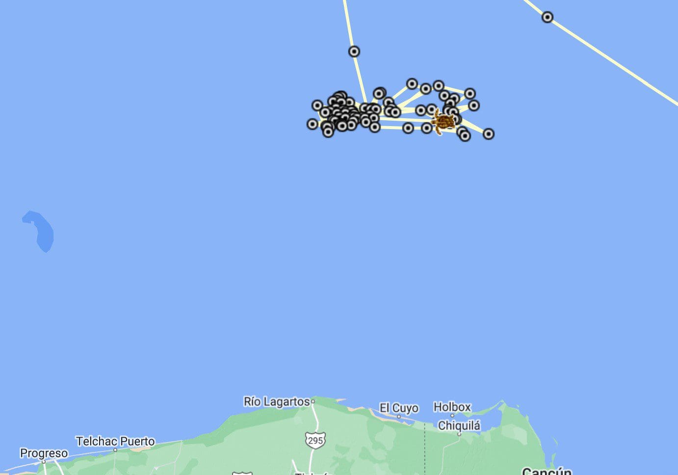 Where's Suzi? - AMI Sun