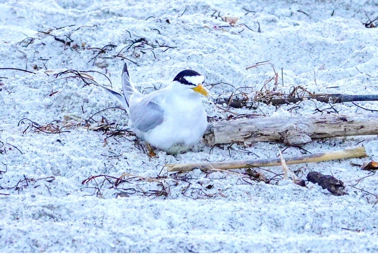 Season’s first shorebird nest discovered - AMI Sun