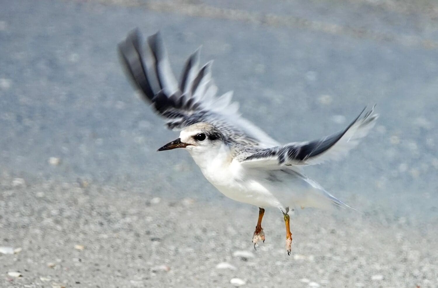 First least tern chick takes flight - AMI Sun