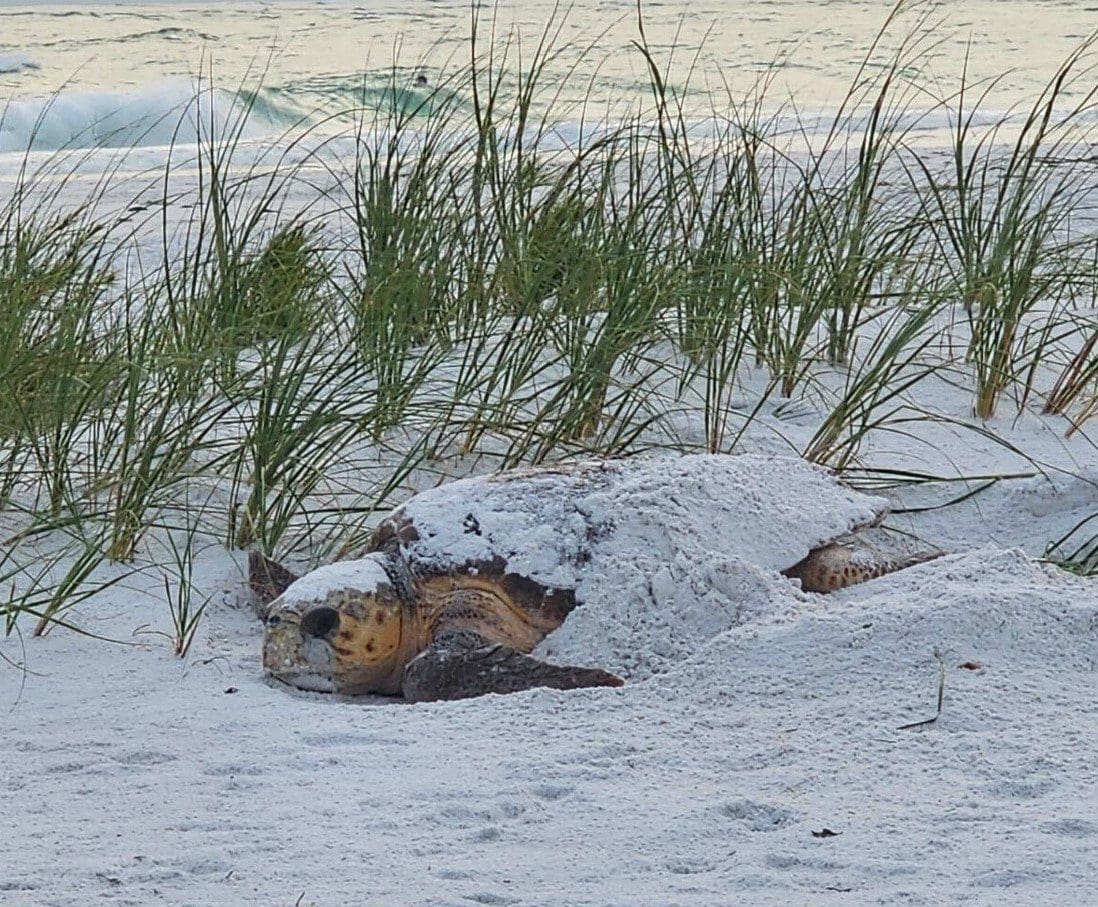 Sea turtle nesting season comes to an end - AMI Sun
